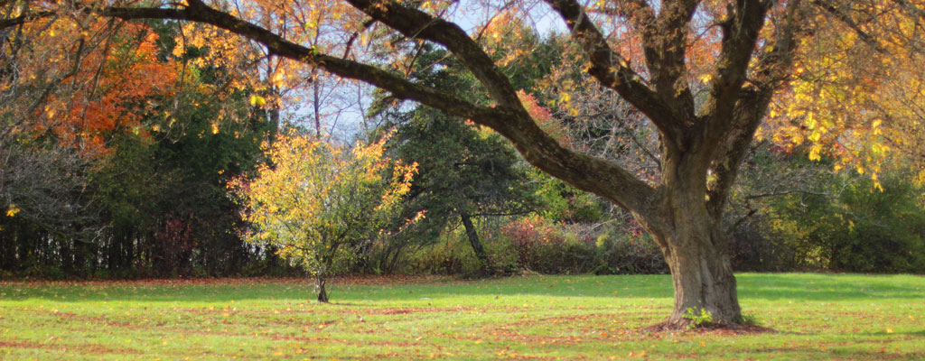 The William George Agency for Children's Services